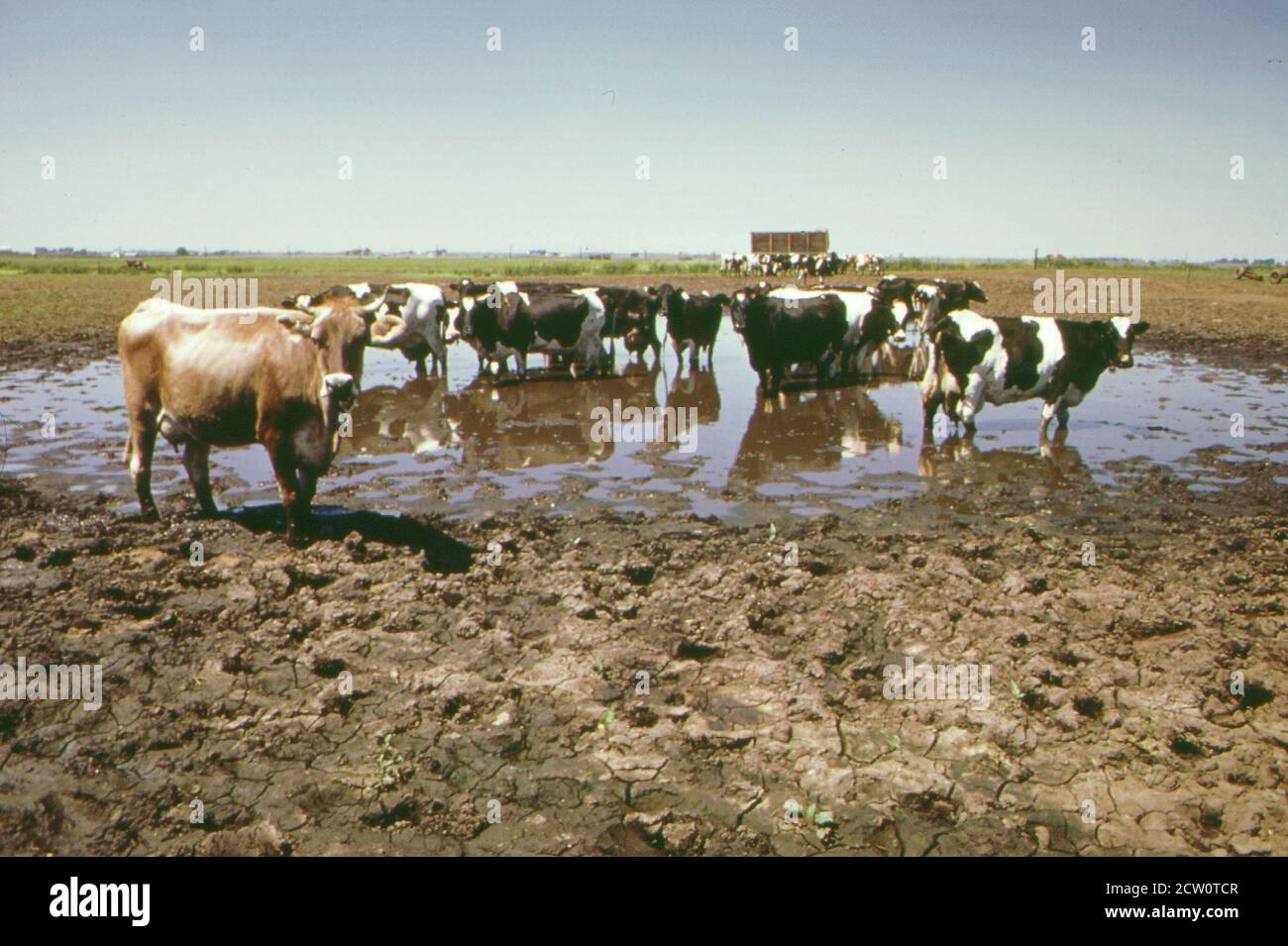 Historical 1970s Photo: Dairy herd in Zearing IL ca. June 1973 Stock ...