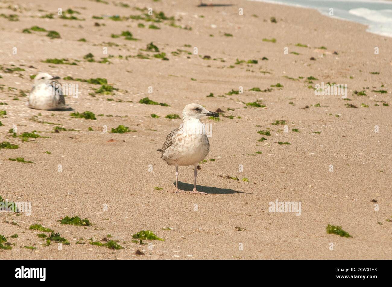 Yellow-legged gull Larus michahellis closeup on wet sea sandy beach ...