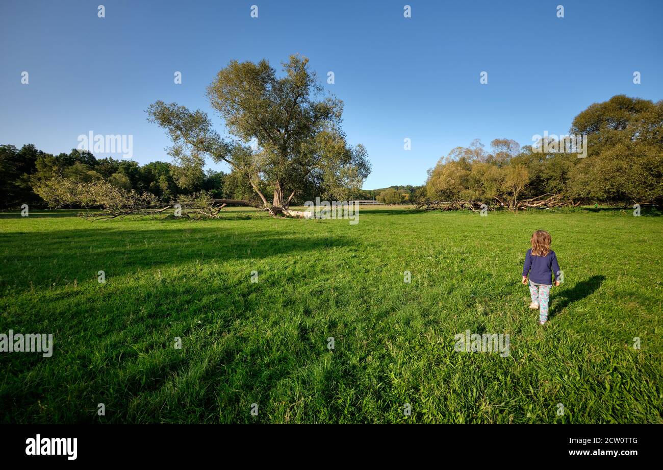 Real old willow hi-res stock photography and images - Alamy