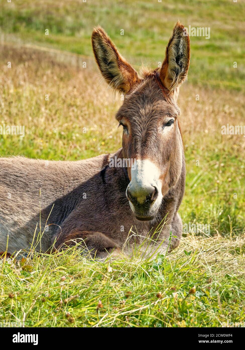 Donkey front face hi-res stock photography and images - Alamy