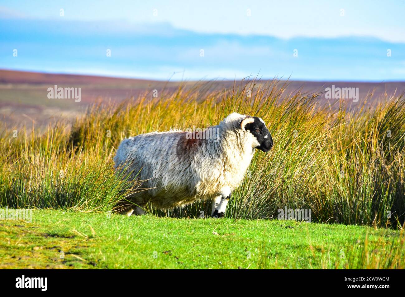 Yorkshire rams hi-res stock photography and images - Alamy