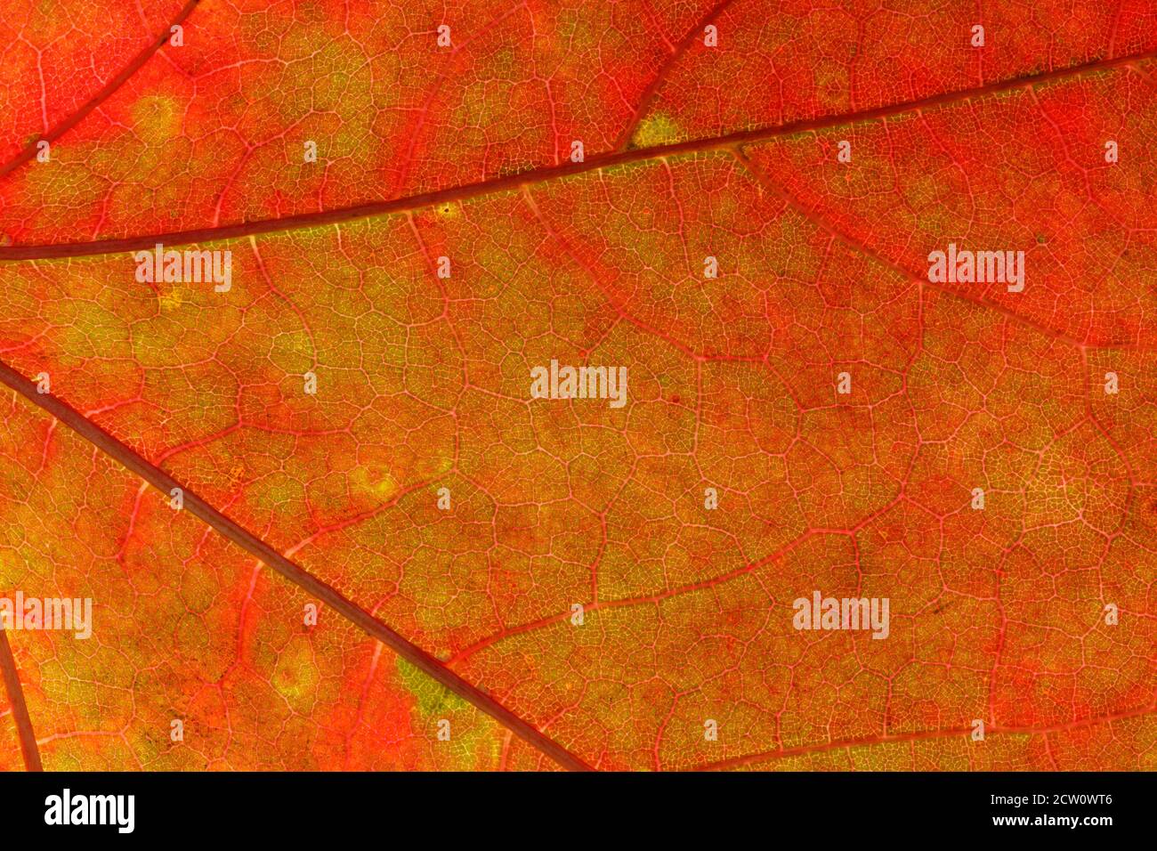 old maple leaf close up. background for designer Stock Photo - Alamy