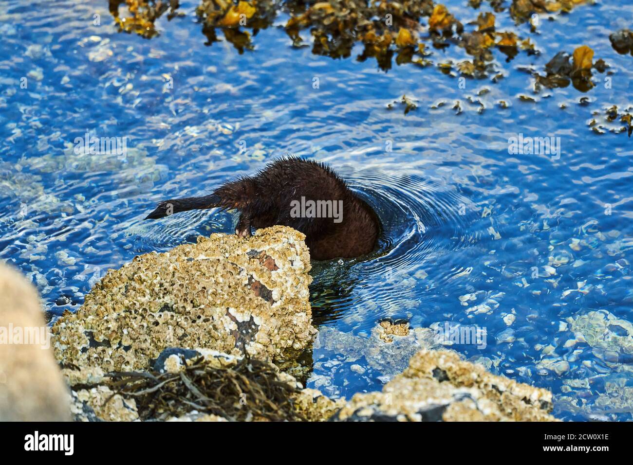 Jumping otter hi-res stock photography and images - Alamy