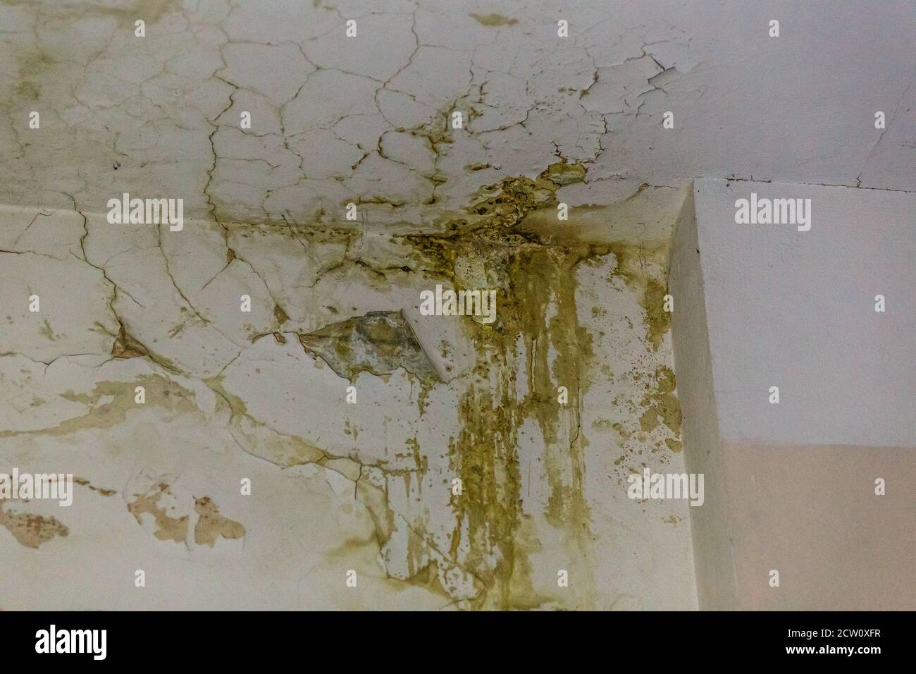 damp spots in the ceiling caused by water infiltration Stock Photo - Alamy