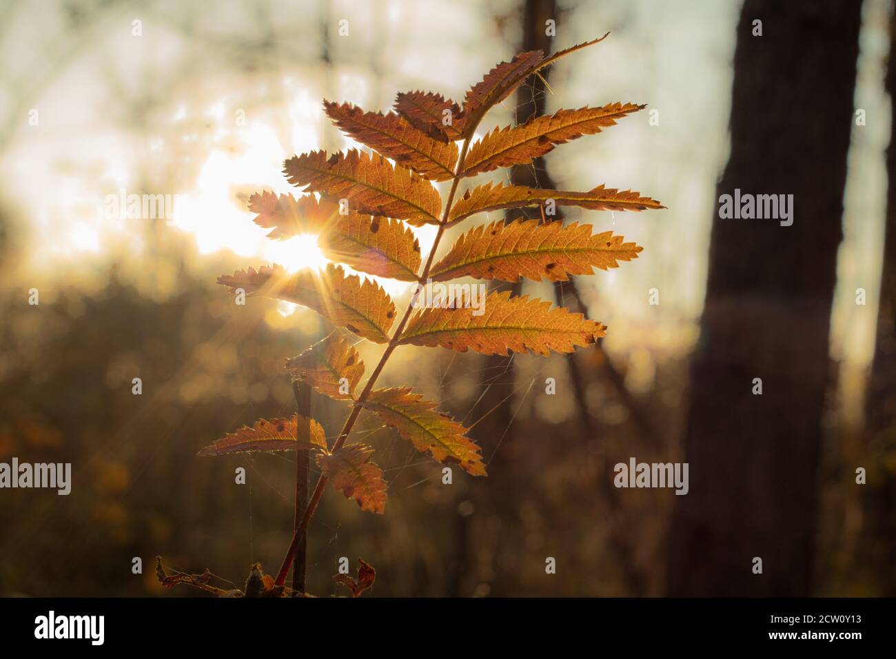 God leaf hi-res stock photography and images - Alamy