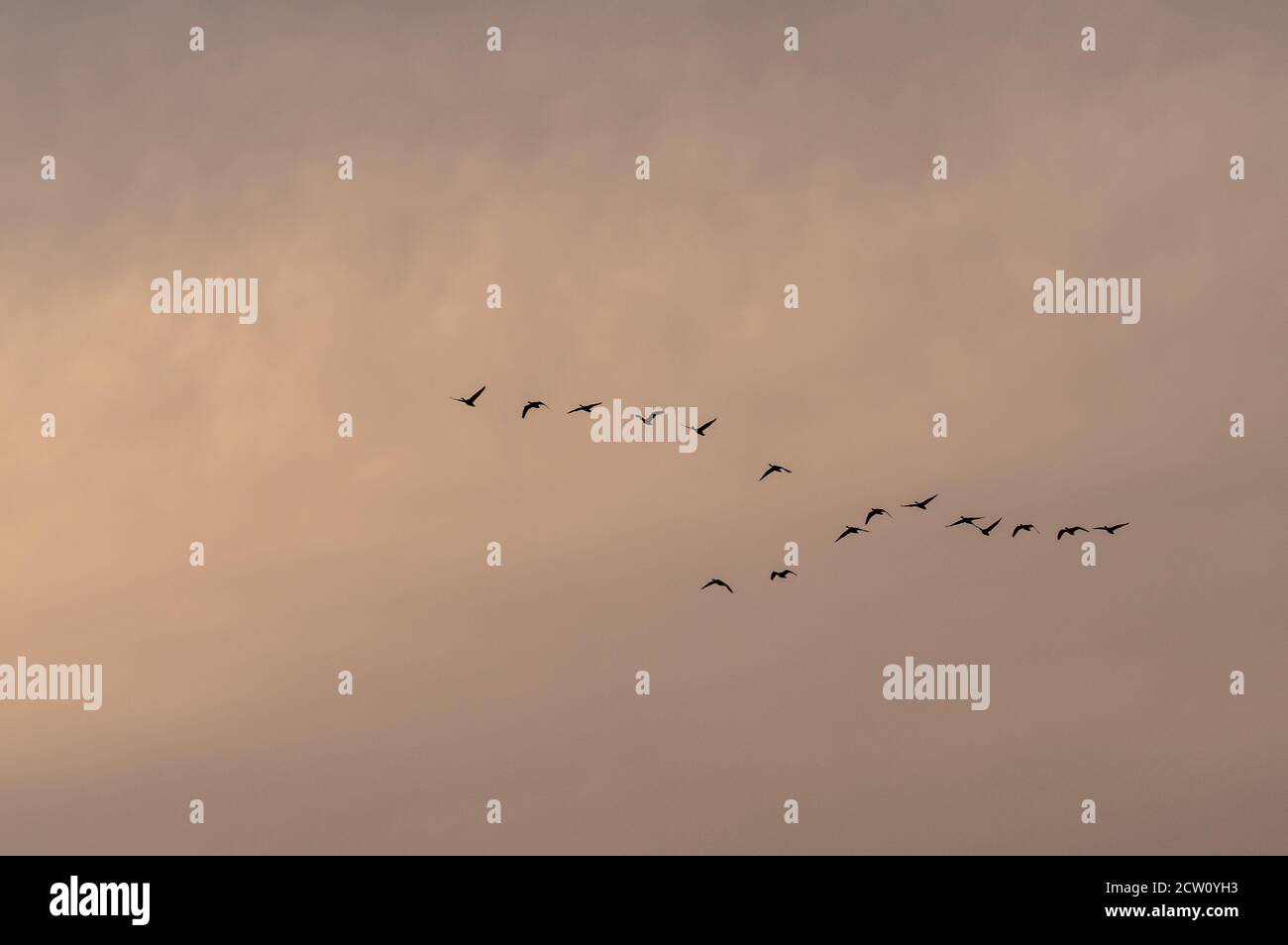 View of a flock of birds flying into a beautiful sky during sunset ...