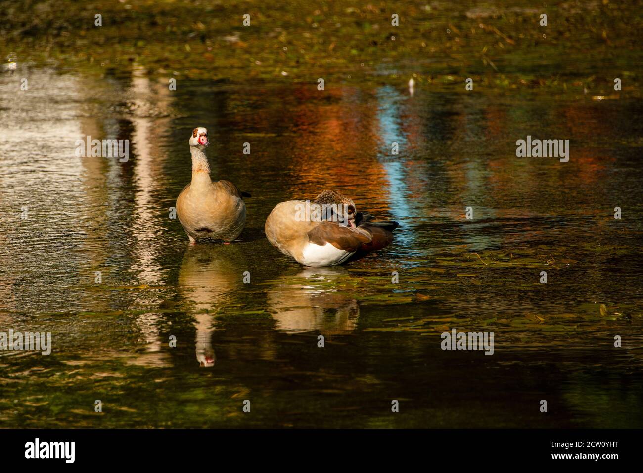 Shallow water environment hi-res stock photography and images - Alamy