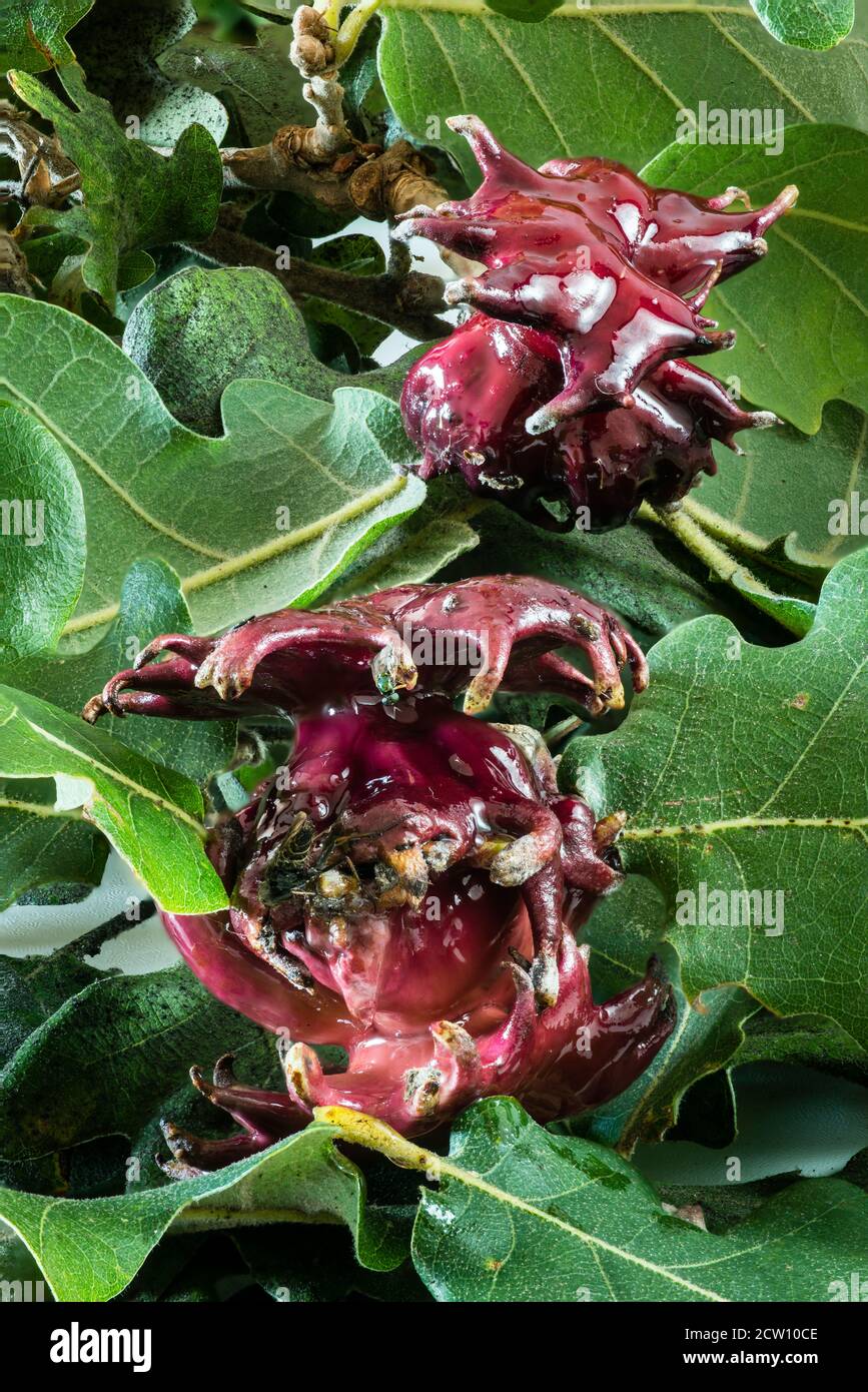 Red galls developed by a wasp larva for protection on oak leaves Stock ...