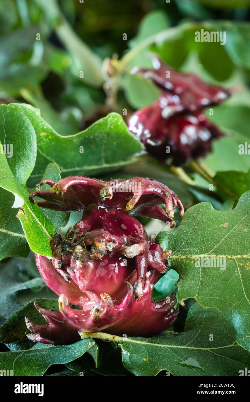Red galls developed by a wasp larva for protection on oak leaves Stock ...