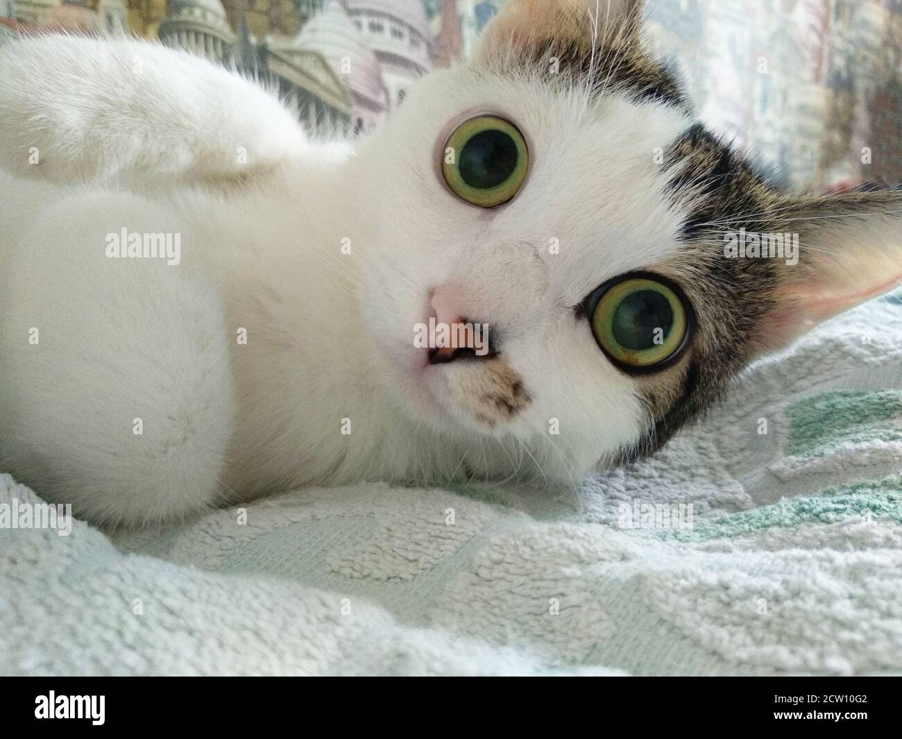 Surprised cat hi-res stock photography and images - Alamy