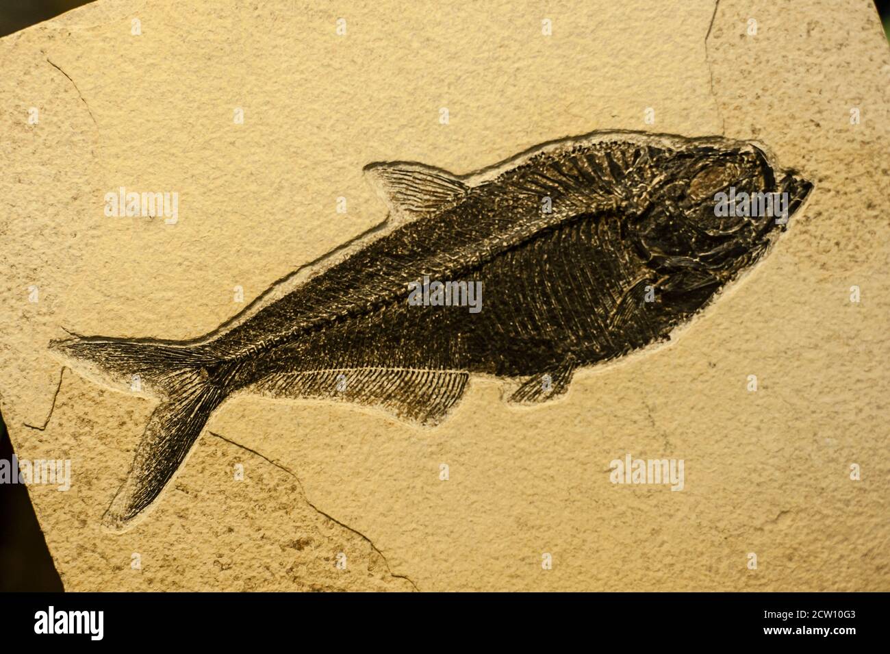 Prehistoric sea fish fossilized in a sand stone, Diplomystus dentatus ...