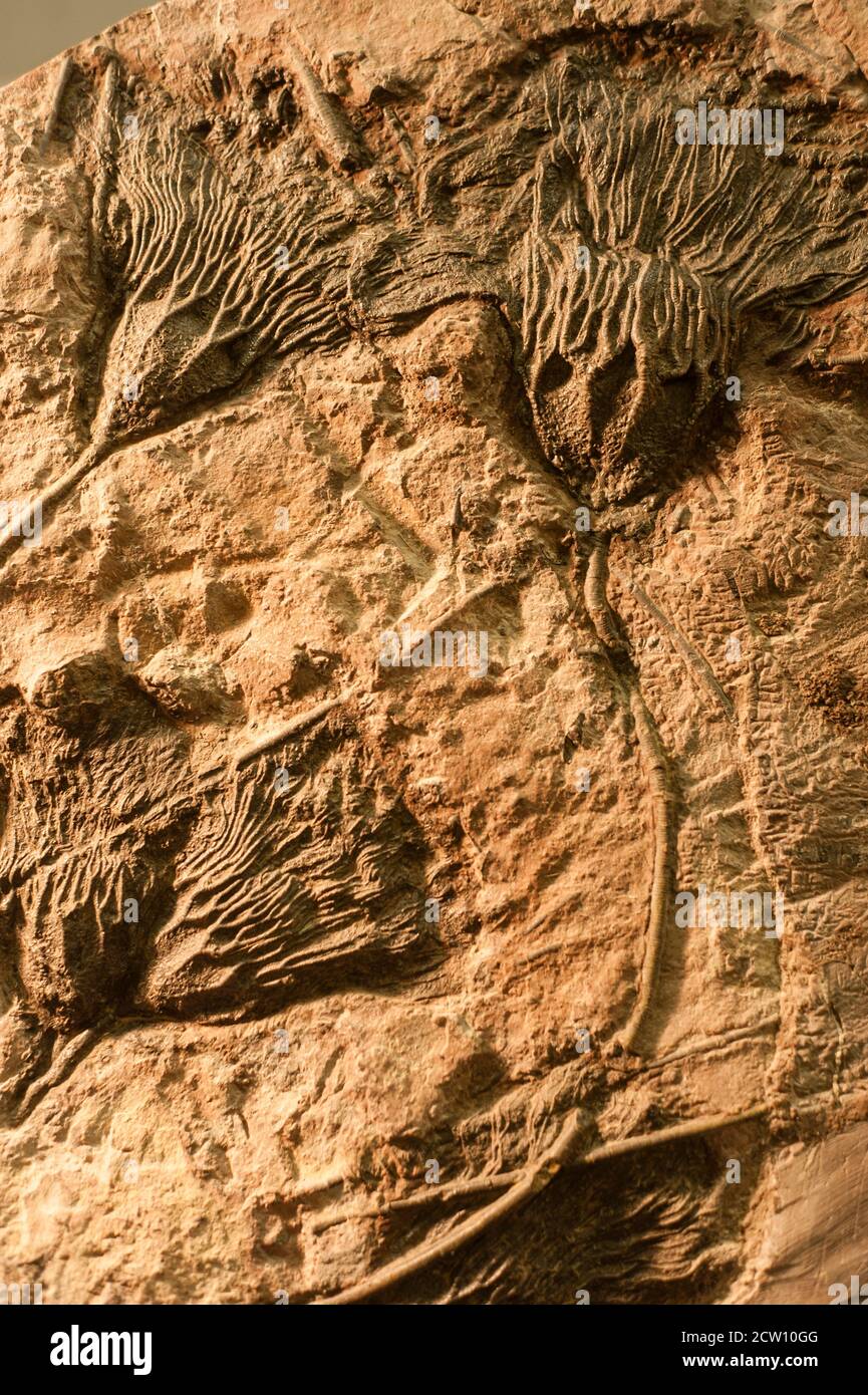 Section of ancient rock with fossilized sea crinoids Stock Photo - Alamy