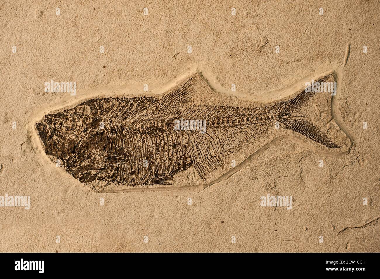 Prehistoric sea fish fossilized in a sand stone Stock Photo - Alamy