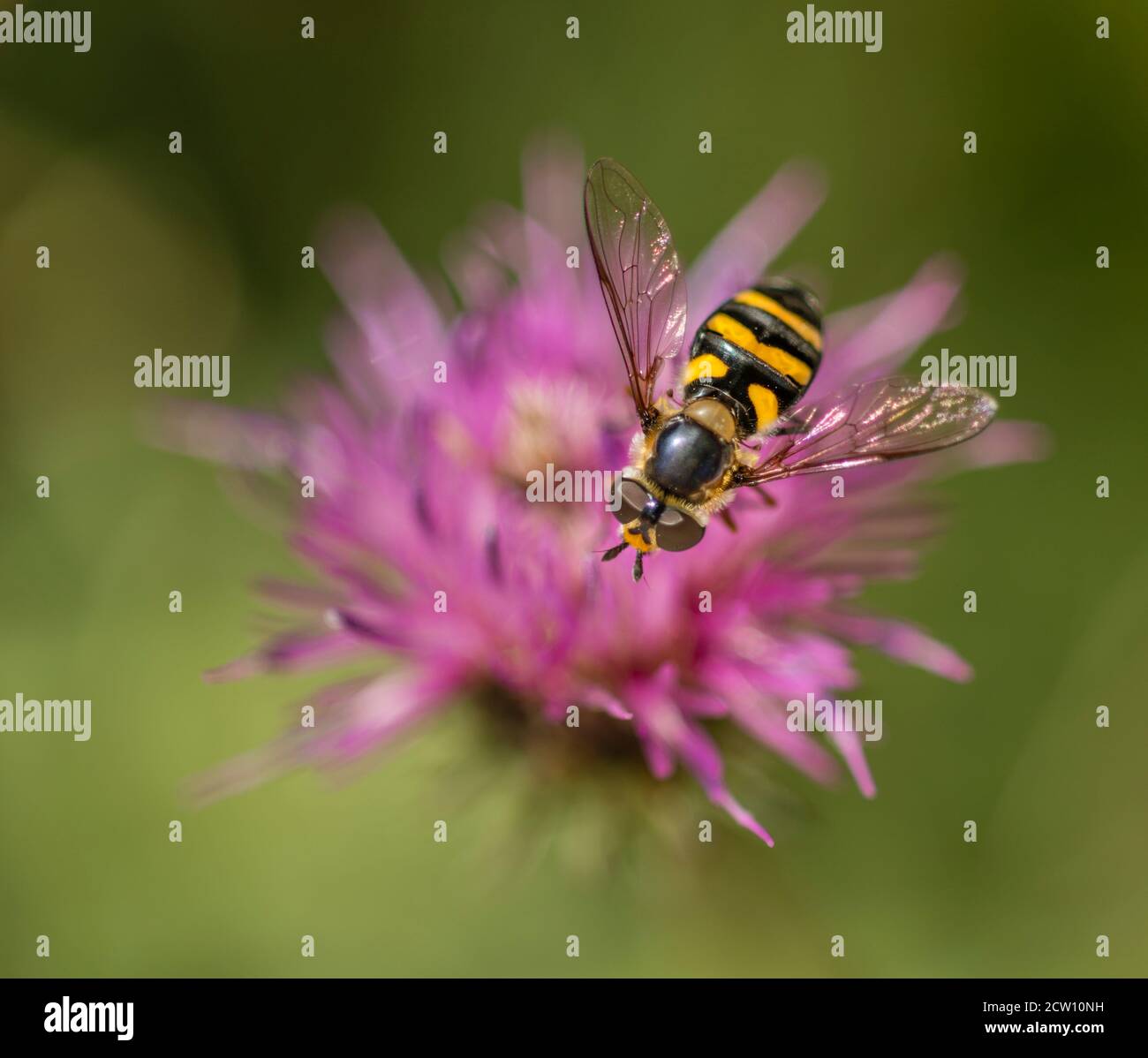 Bee-like fly on pink clover flower Stock Photo - Alamy