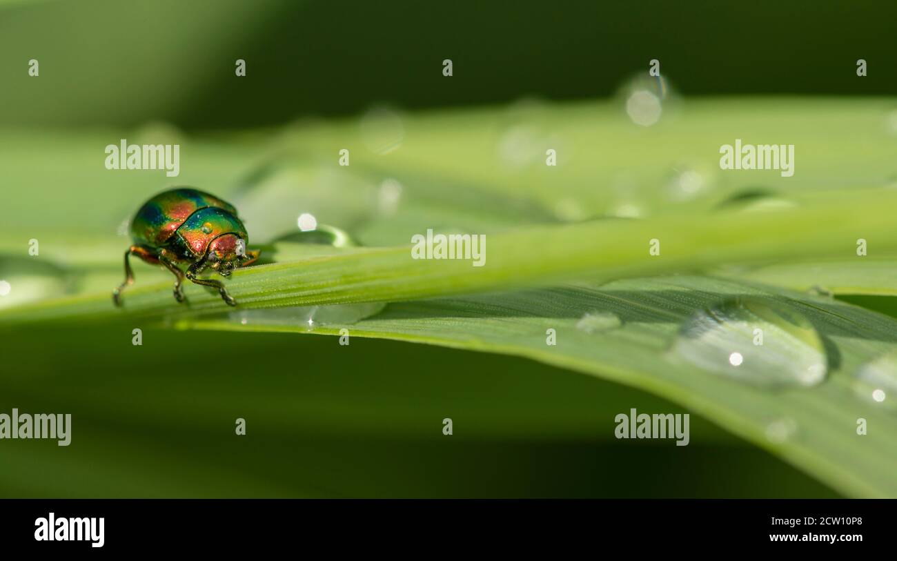Jewel coleopteron insect bug on blades of grass with dew drops Stock ...