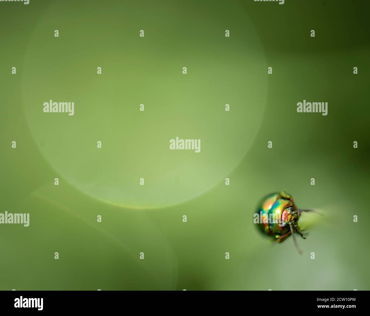 Jewel coleopteron insect bug on blades of grass with dew drops Stock ...