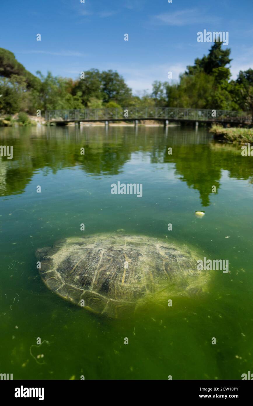 Urban turtles hi-res stock photography and images - Alamy