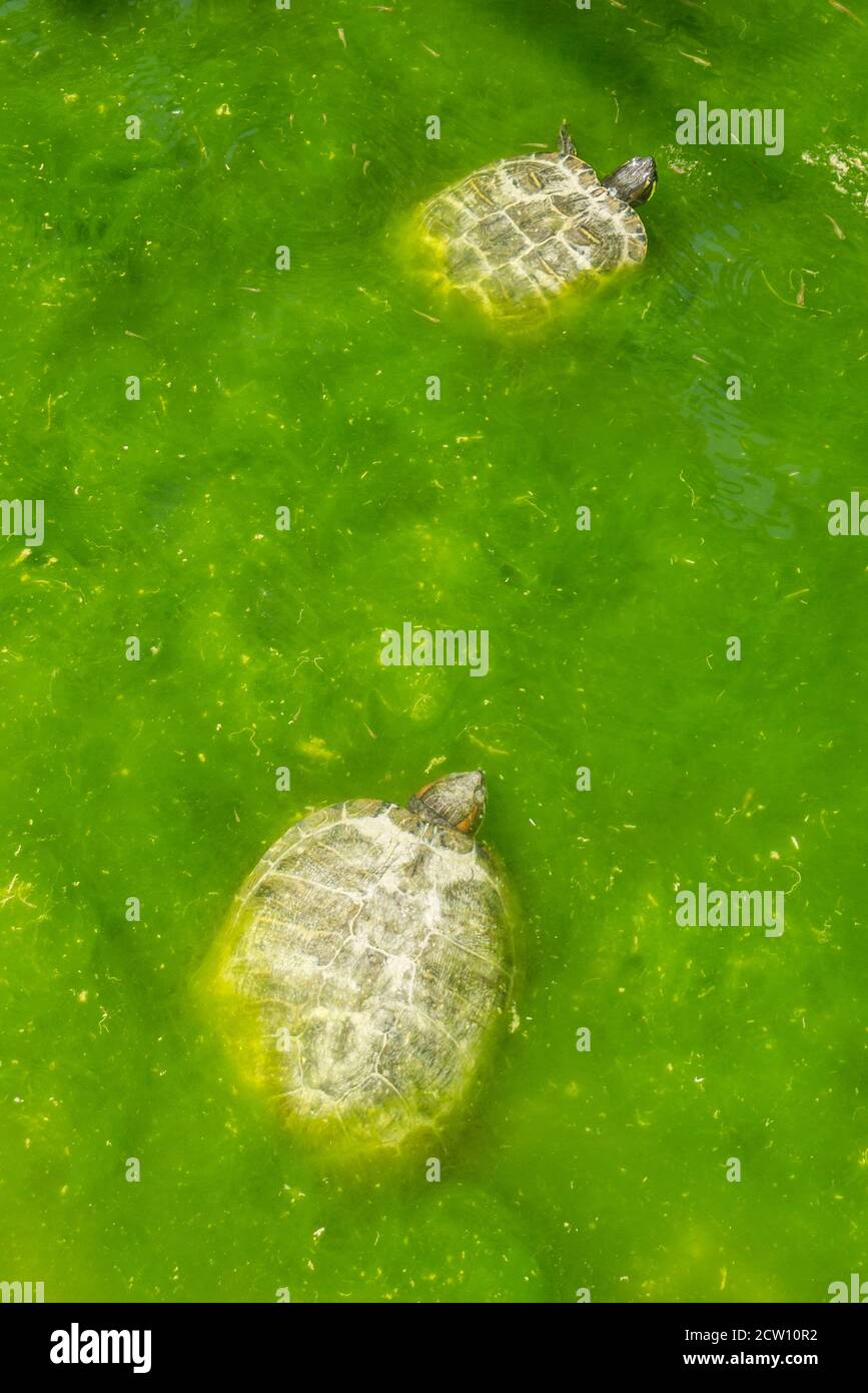 Fresh water turtles hi-res stock photography and images - Alamy