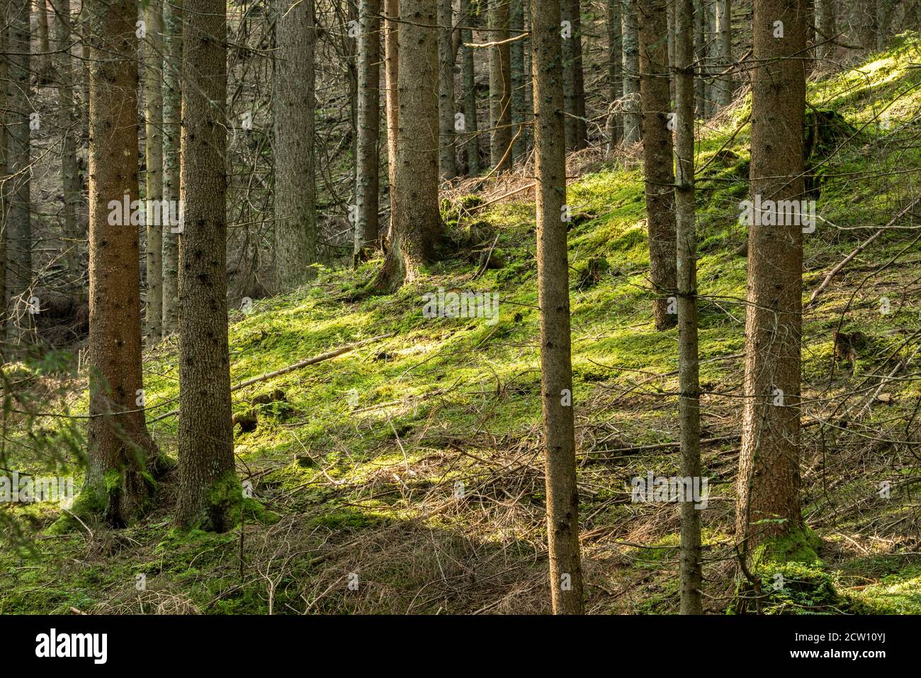 Inside a red spruce tree forest of the Alps mountains in Italy Stock ...