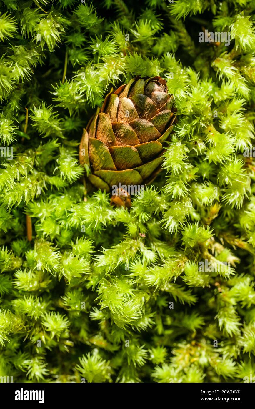 Close up of green moss undergrowth of a spruce tree forest in Italy ...