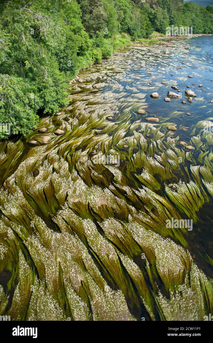 Common Water Crowfoot (Ranunculus aquatics) thriving on the River Spey ...