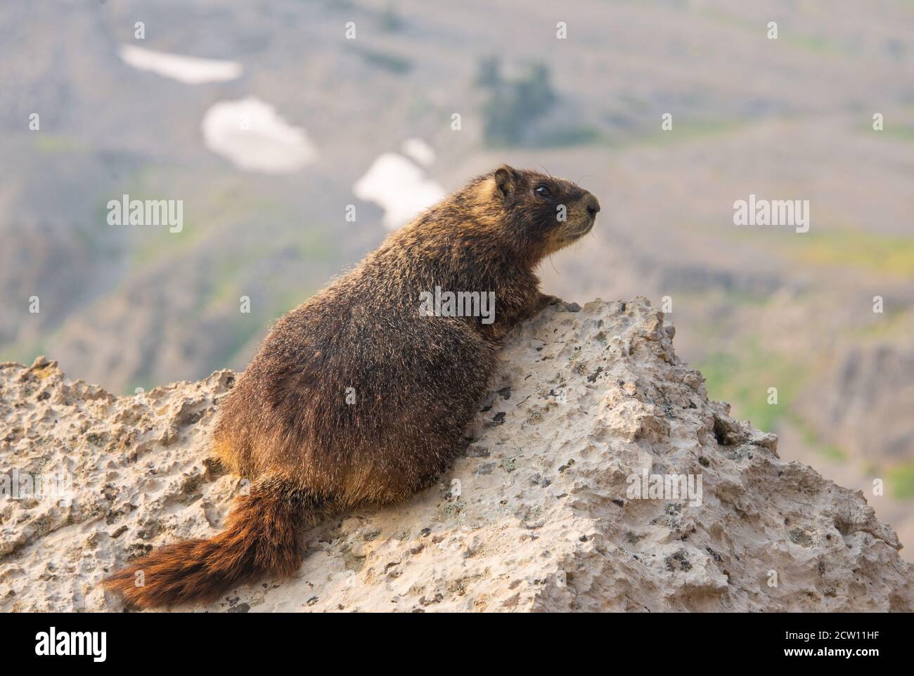 Funny u s national park hi-res stock photography and images - Alamy