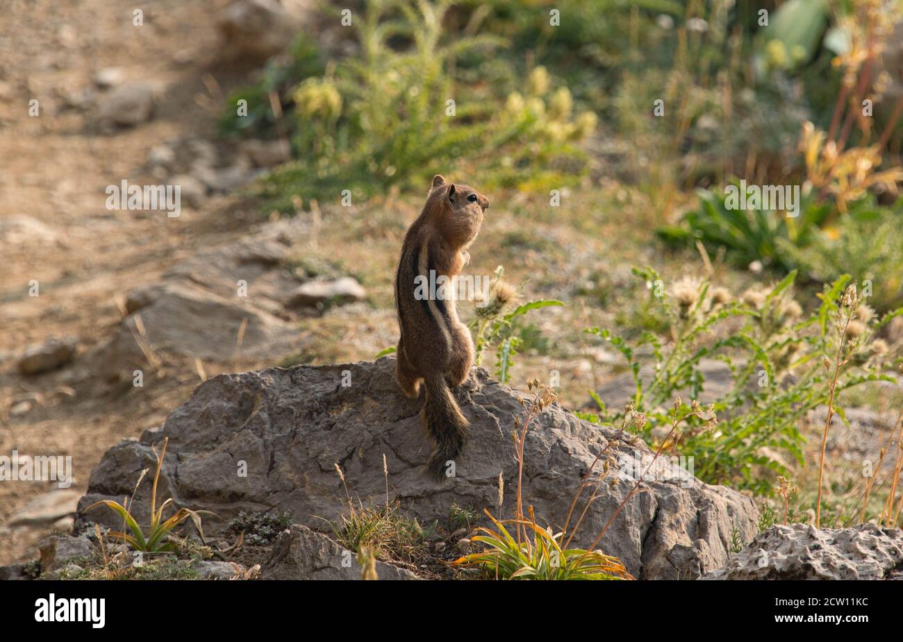 Chipmunk with stuffed cheeks, Grand Teton National Park, Wyoming, USA ...