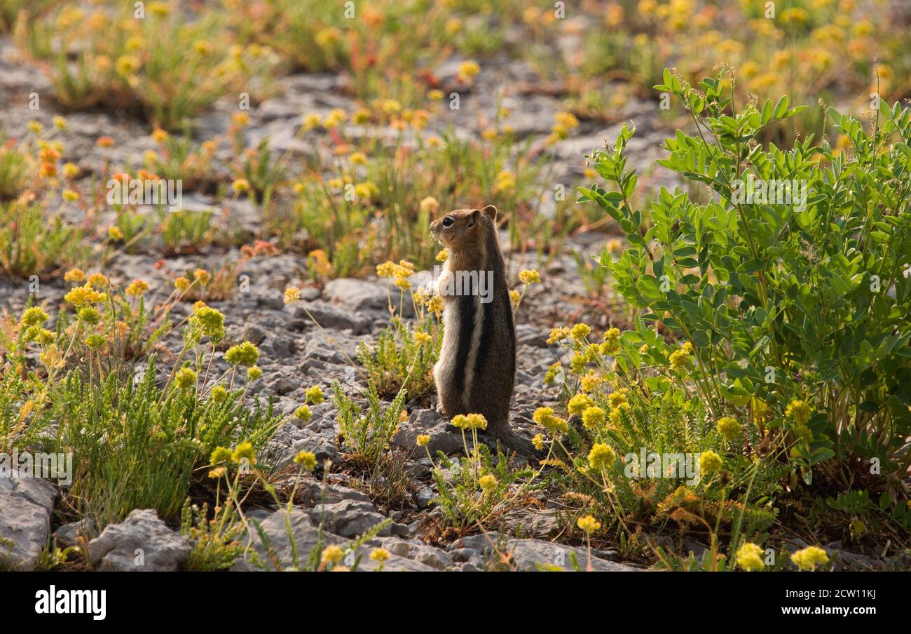 Funny u s national park hi-res stock photography and images - Alamy