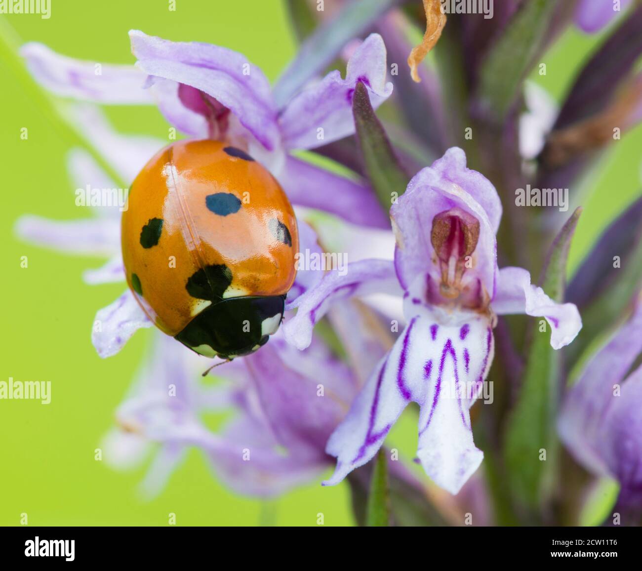 Ladybird beetle orchid hi-res stock photography and images - Alamy