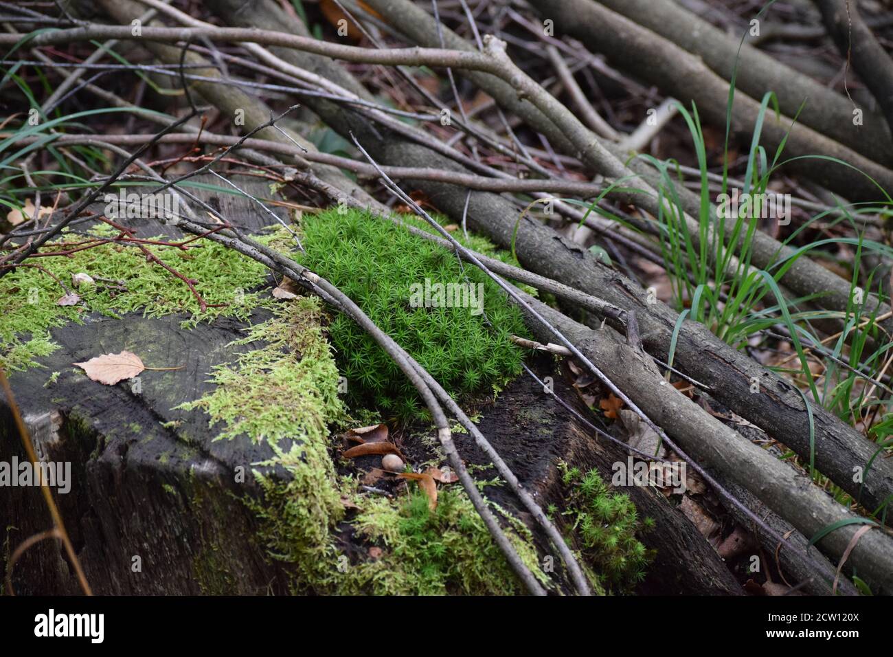High upright growing moss hi-res stock photography and images - Alamy