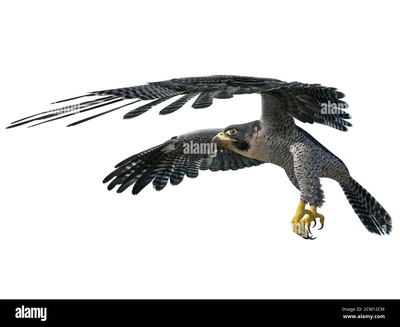 Peregrine falcon hunting bird Cut Out Stock Images & Pictures - Alamy