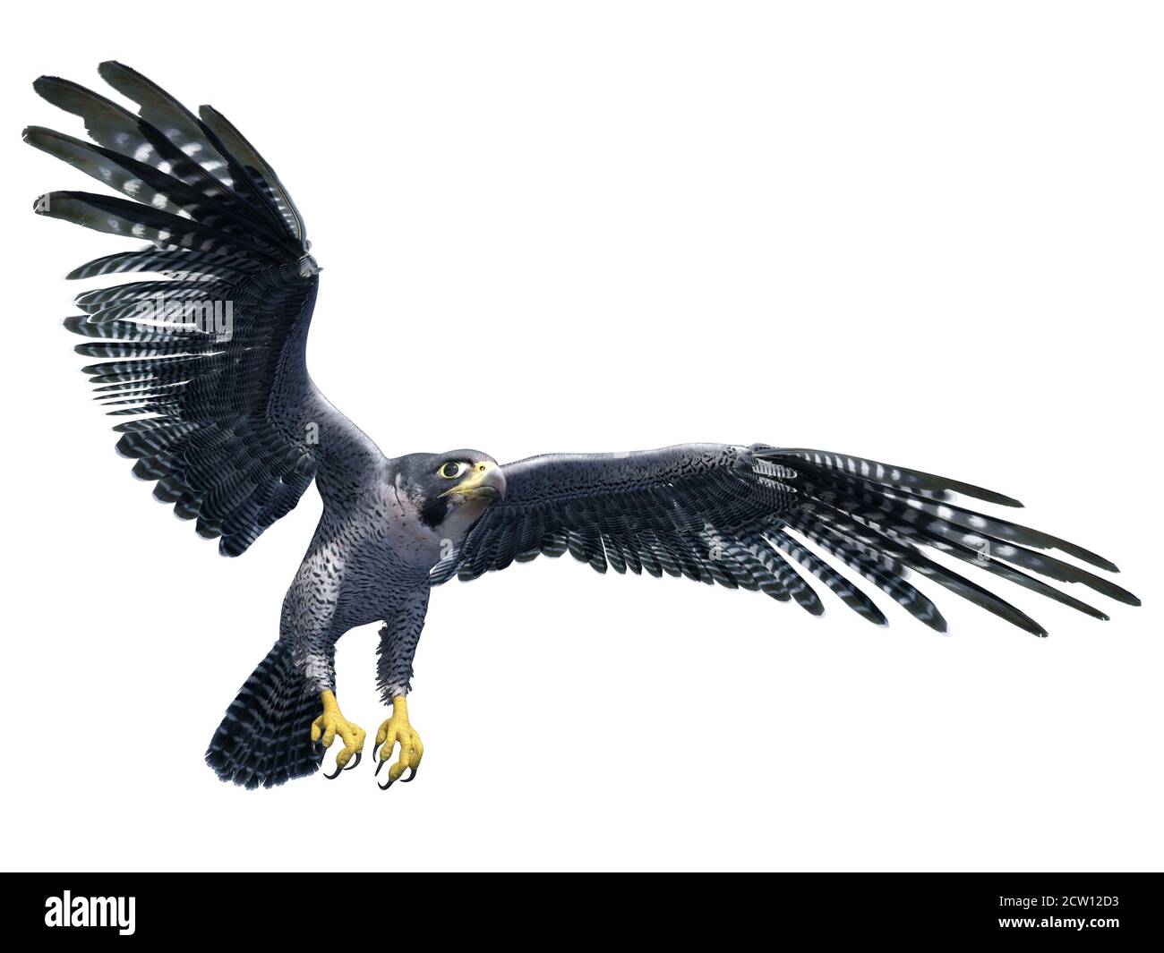 Peregrine falcon hunting bird Cut Out Stock Images & Pictures - Alamy