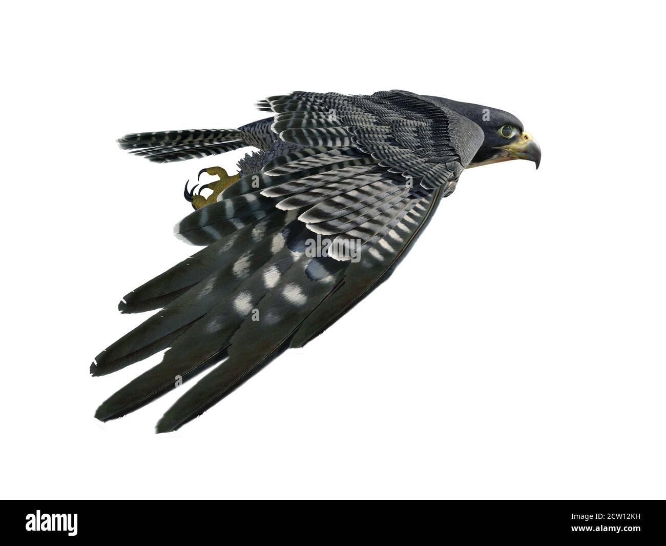 Peregrine Falcon 3d illustration isolated on white background Stock ...
