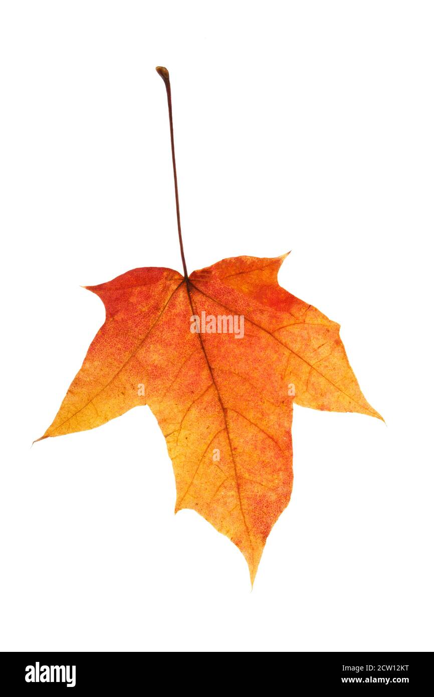 natural colored maple leaf isolated on white background Stock Photo - Alamy