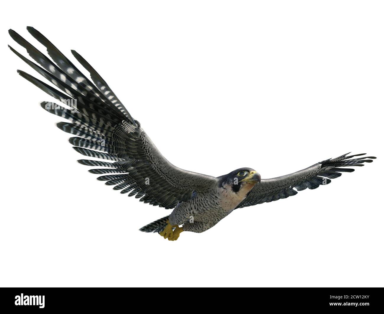 Peregrine Falcon 3d illustration isolated on white background Stock ...