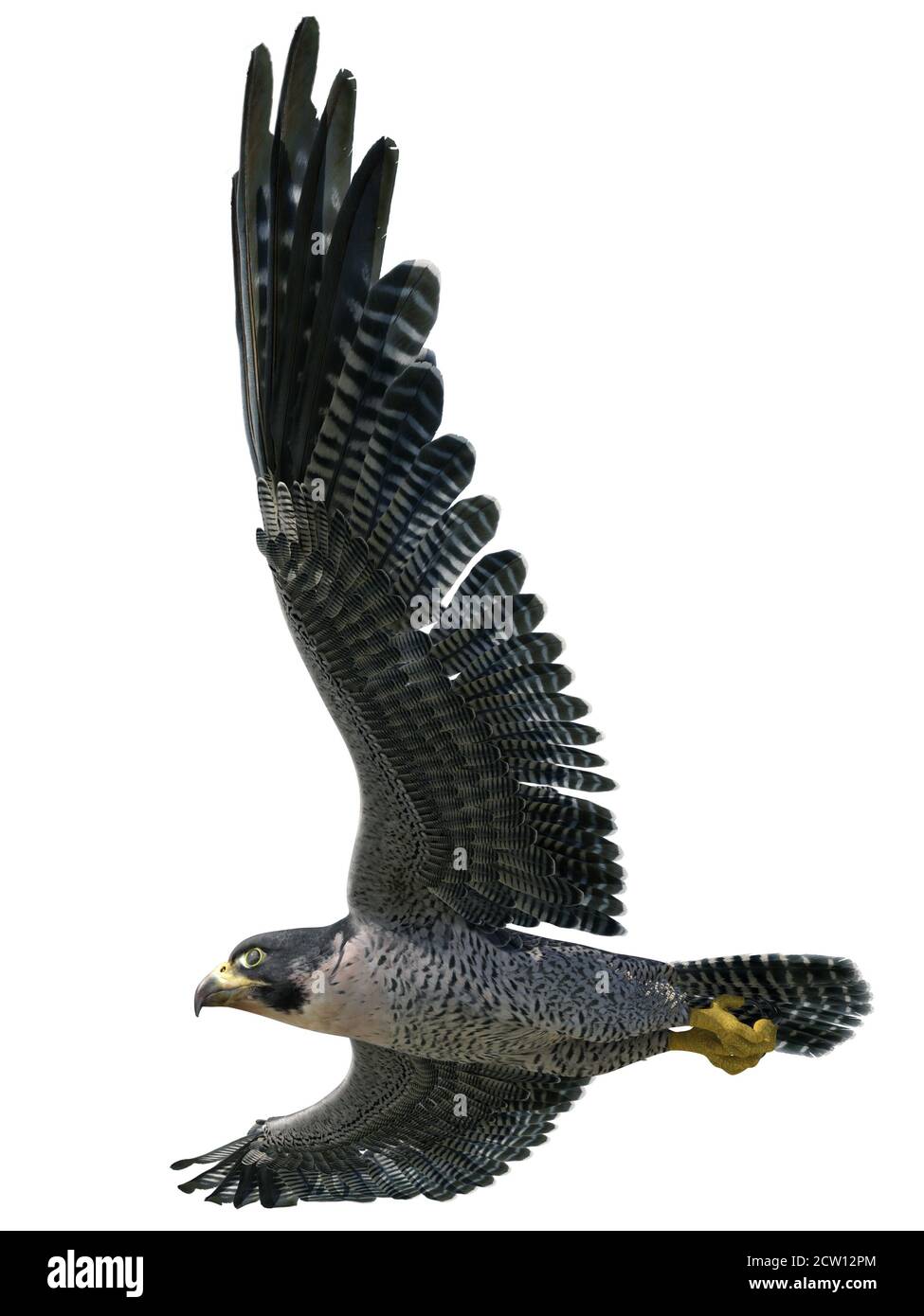 Peregrine Falcon 3d illustration isolated on white background Stock ...