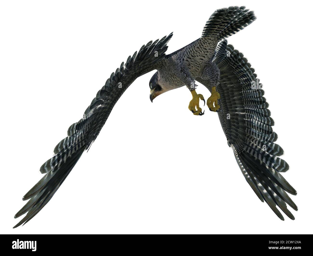 Peregrine Falcon 3d illustration isolated on white background Stock ...