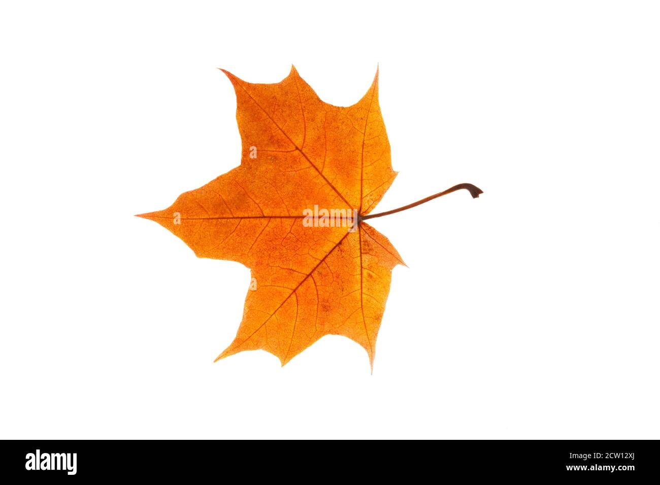 natural colored maple leaf isolated on white background Stock Photo - Alamy