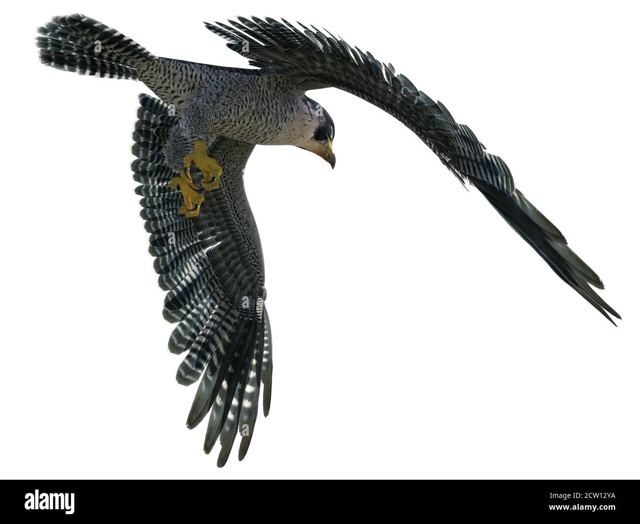 Peregrine Falcon 3d illustration isolated on white background Stock ...