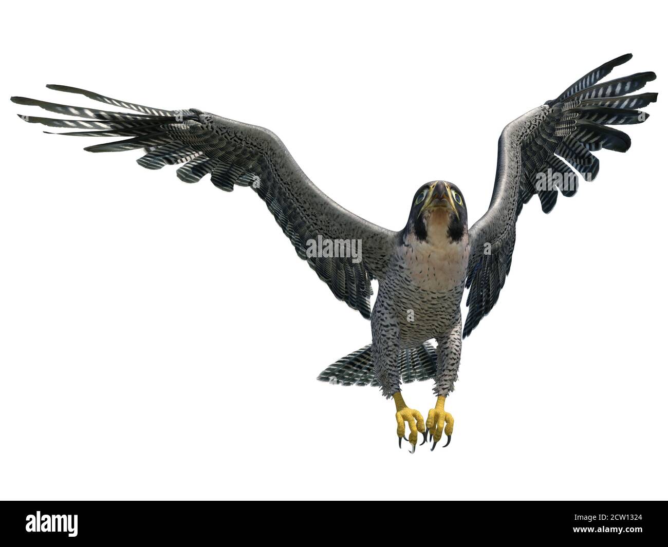 Peregrine Falcon 3d illustration isolated on white background Stock ...