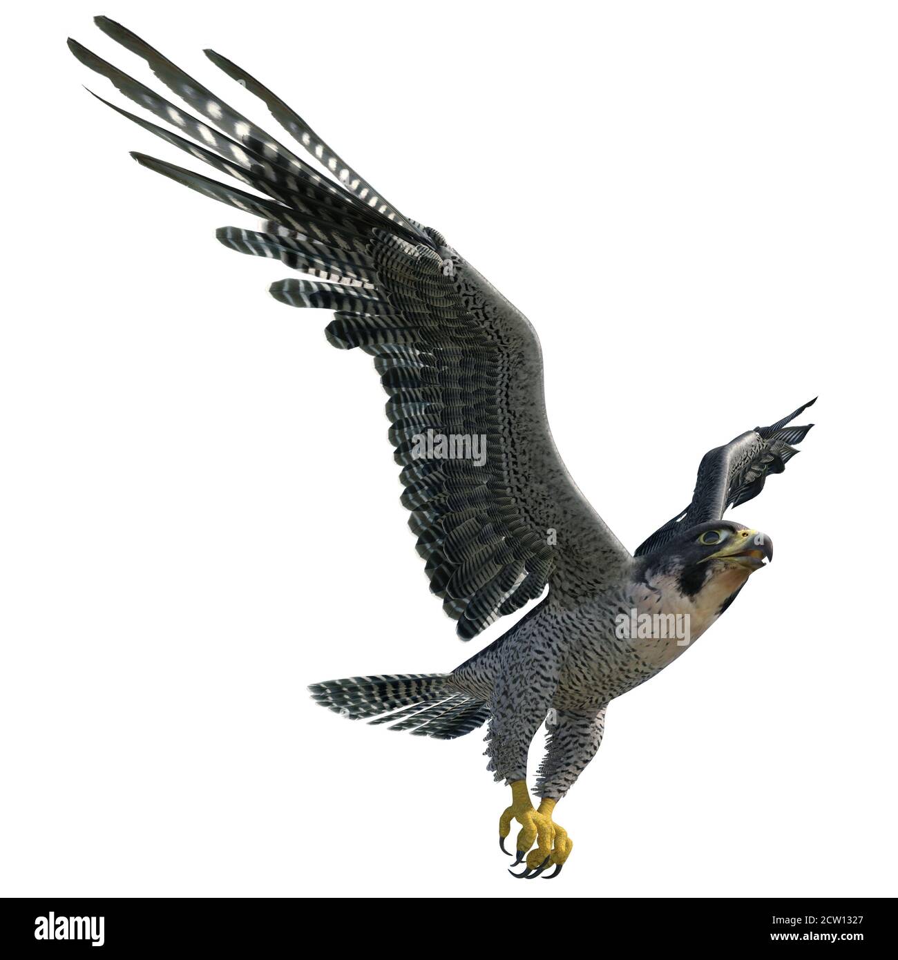 Peregrine Falcon 3d illustration isolated on white background Stock ...