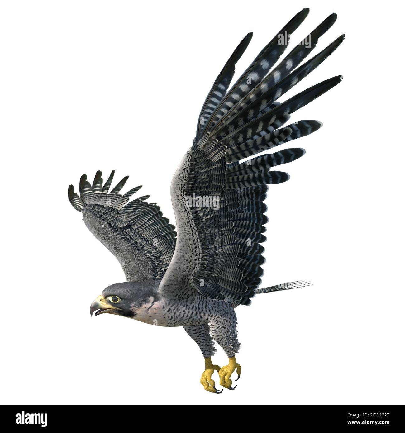 Peregrine Falcon 3d illustration isolated on white background Stock ...