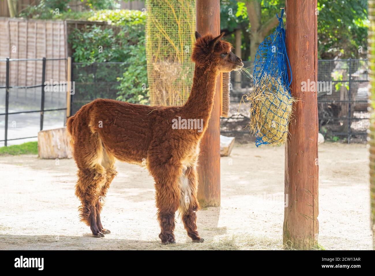 The llama or Lama glama is a domesticated South American camelid Stock ...