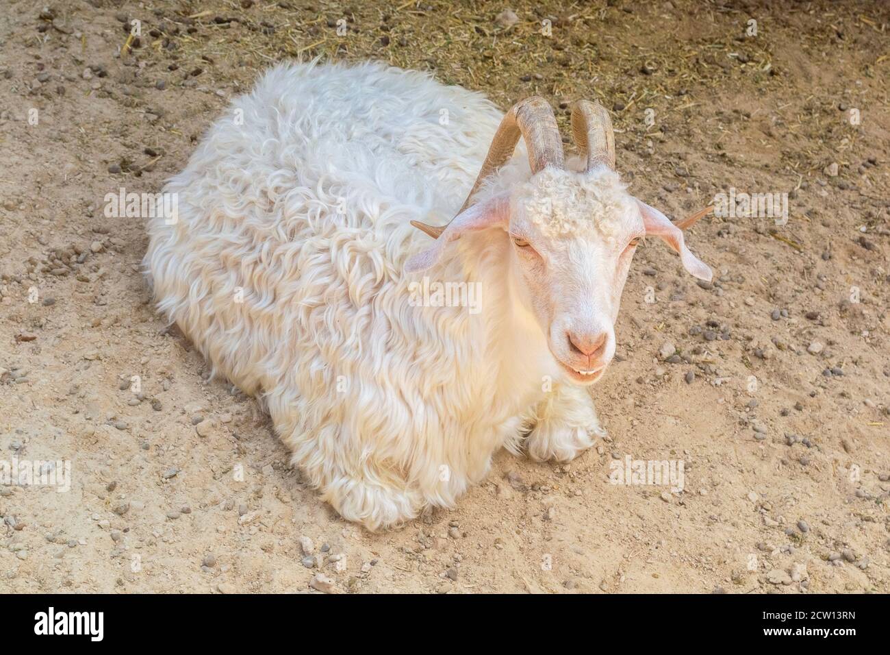 Nice sheep relaxing on ground at the zoo Stock Photo - Alamy