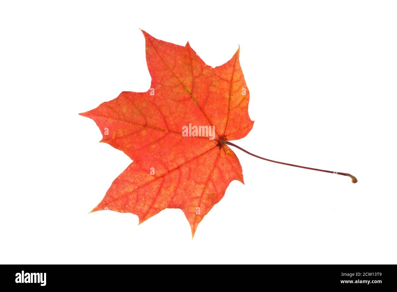 natural colored maple leaf isolated on white background Stock Photo - Alamy