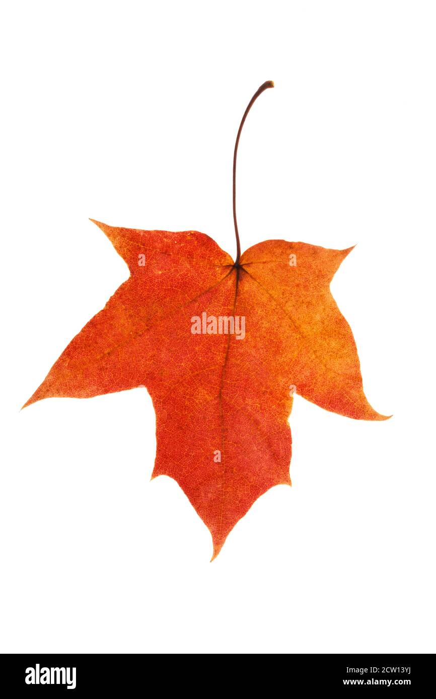 natural colored maple leaf isolated on white background Stock Photo - Alamy