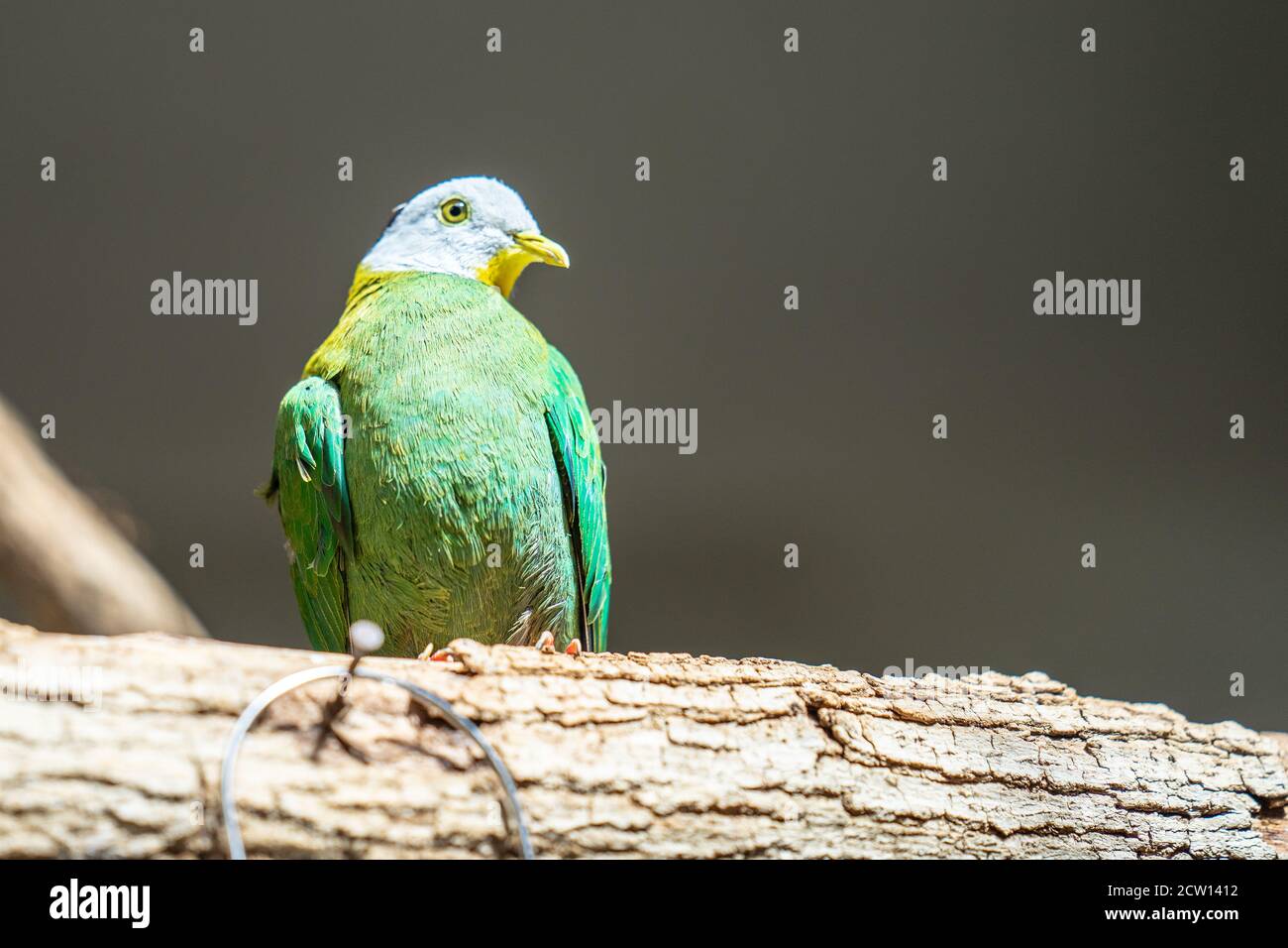 Pink-necked green pigeon Treron vernans is a species of bird of the ...