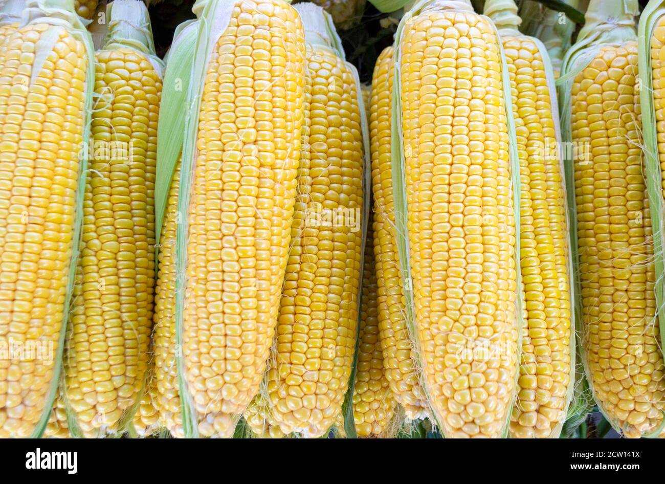 Fresh sweet raw corn ears, closeup, top view Stock Photo - Alamy