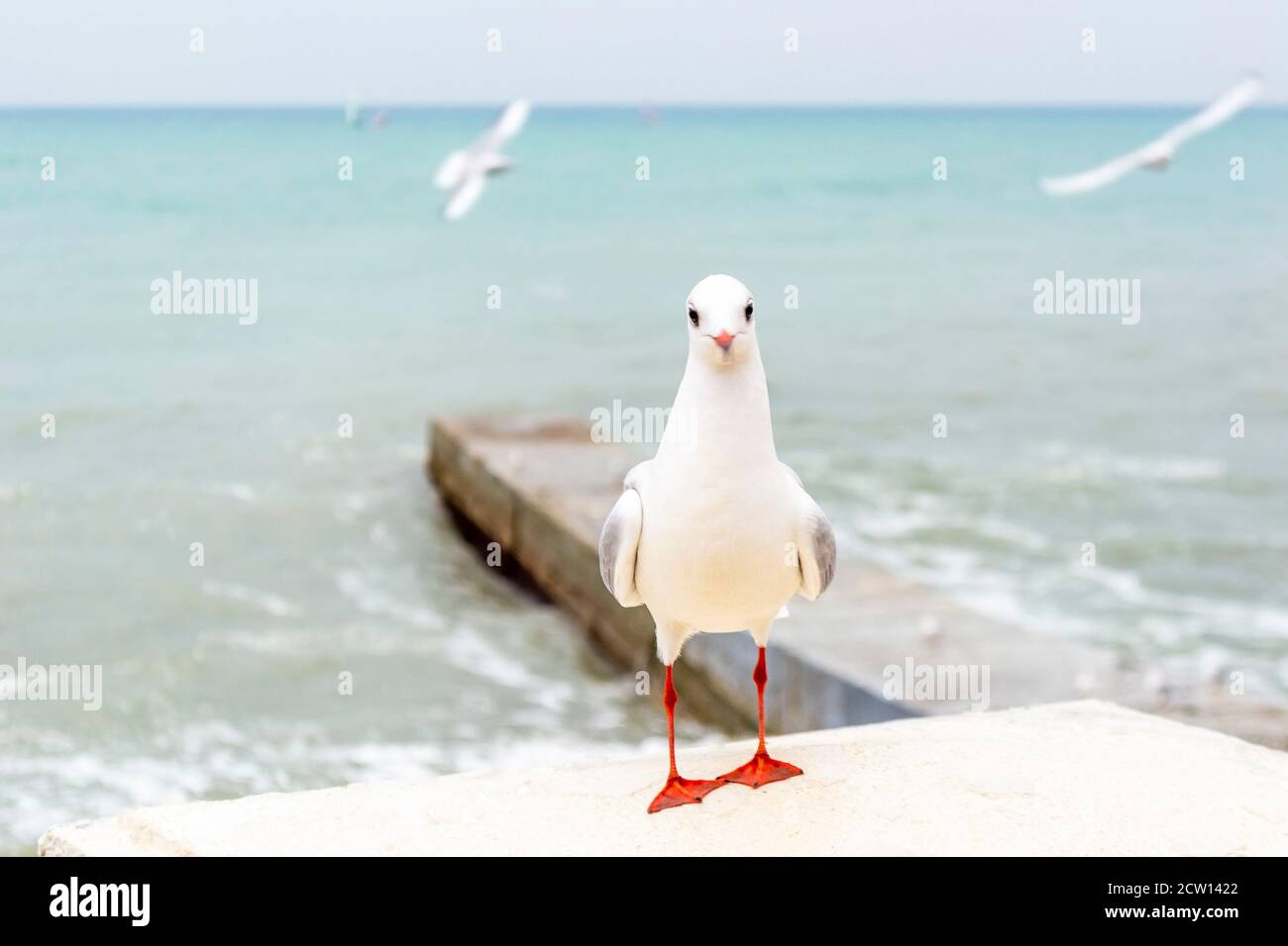 Seagull looking at the camera hi-res stock photography and images - Alamy