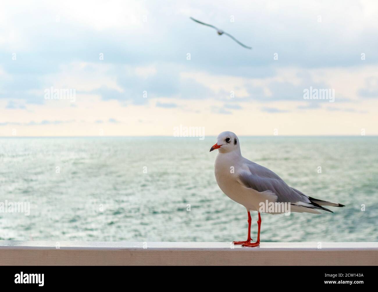 Opposite wing hi-res stock photography and images - Alamy